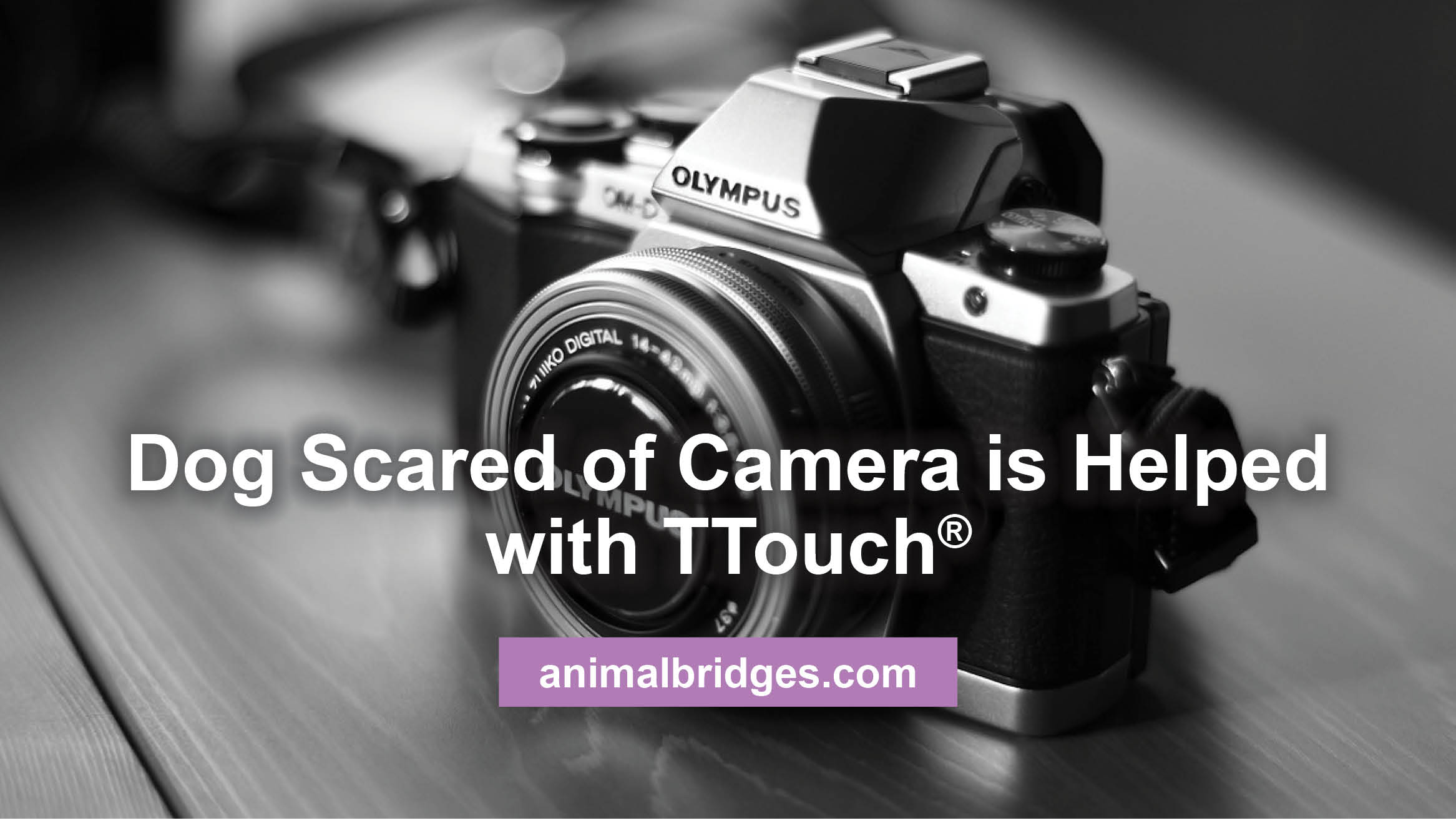 Dog Scared of Camera Helped with TTouch®