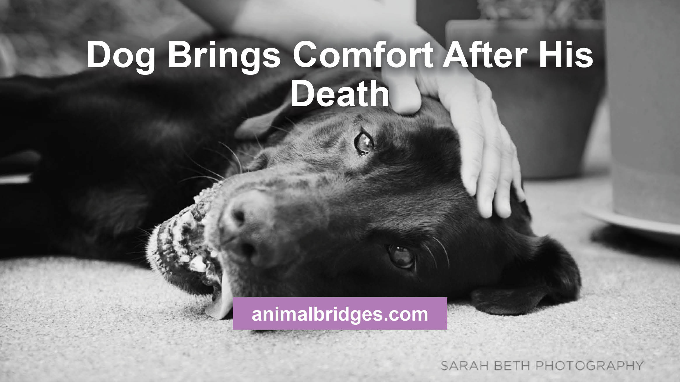Dog Brings Comfort After His Death