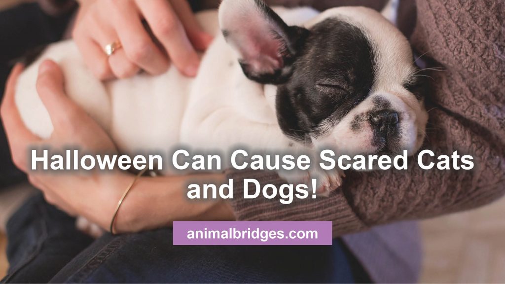 scared-cats-and-dogs - Prescott, AZ Animal Communicator | Animal ...