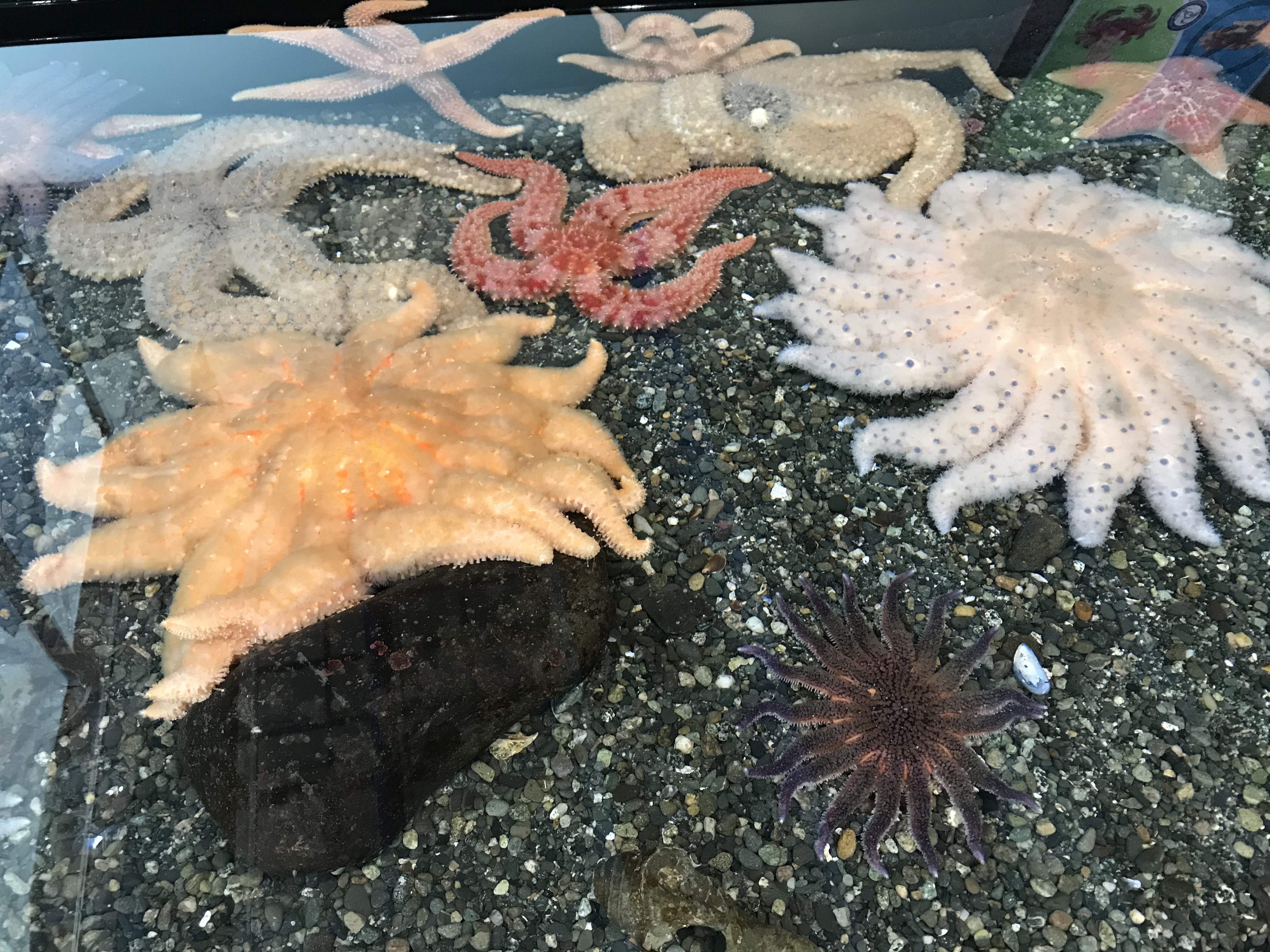 Sunflower Star Fish - Prescott, AZ Animal Communicator | Animal ...
